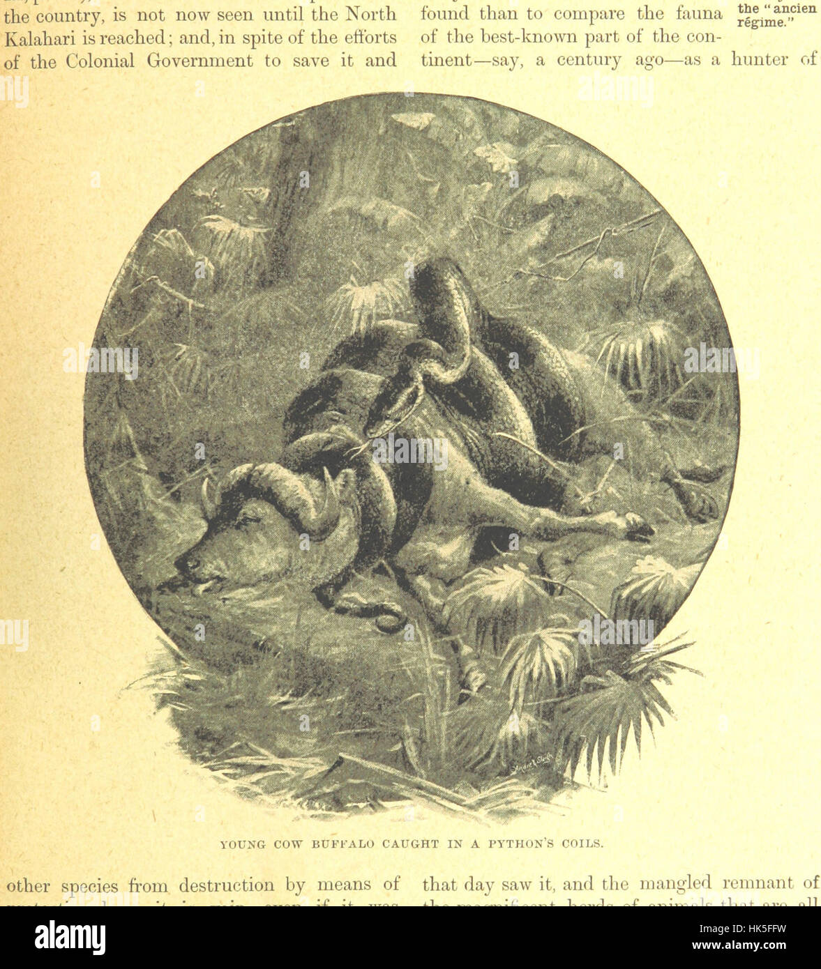 Illustration from 'The Story of Africa and its Explorers', showing ...