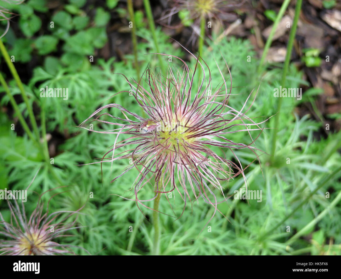sperm, withers, flower, plant, green, bloom, blossom, flourish ...