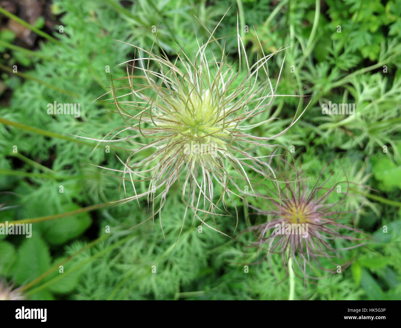 sperm, withers, flower, plant, green, bloom, blossom, flourish ...