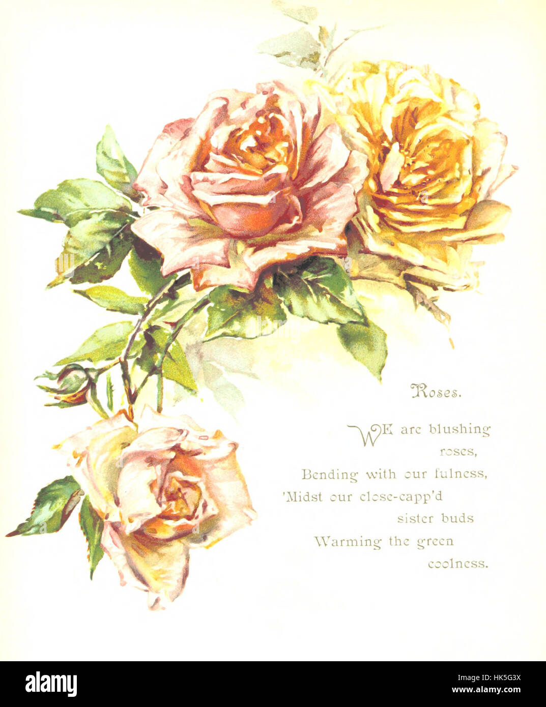 An illustration from 'Rose Leaves', a collection of poems about roses ...
