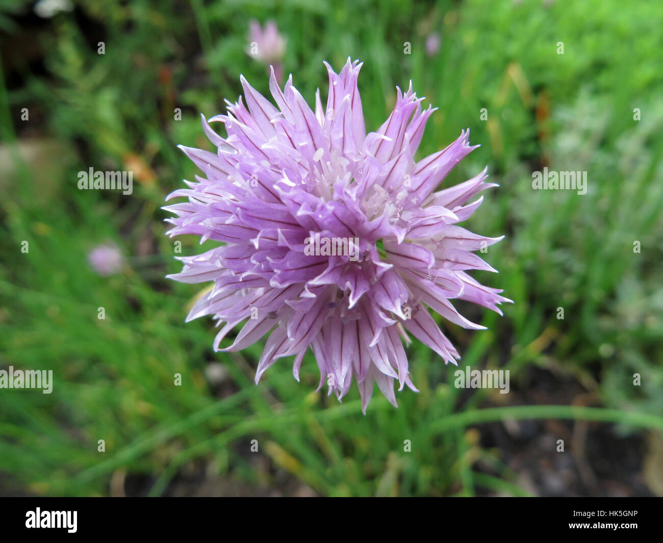 spice, purple, chives, chive, pink, bowl, food, aliment, condiment ...