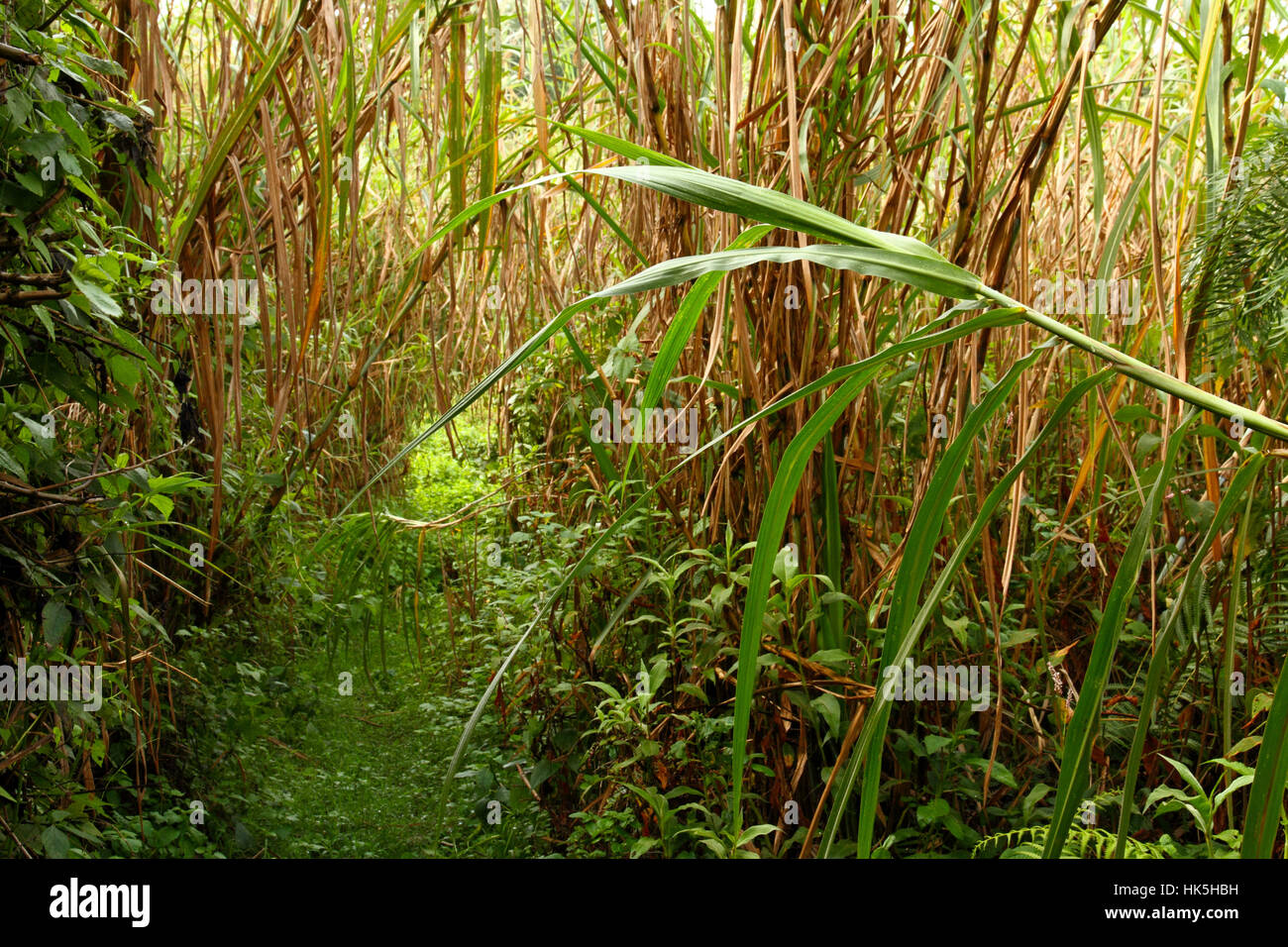 jungle, full, trail, path, way, pathway, africa, bushes, grasses ...