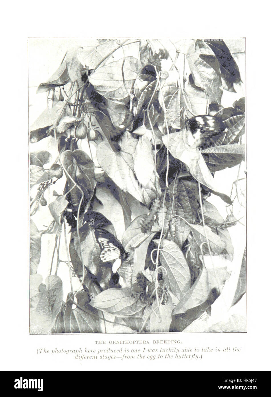 Image taken from page 209 of 'Through New Guinea and the Cannibal ...