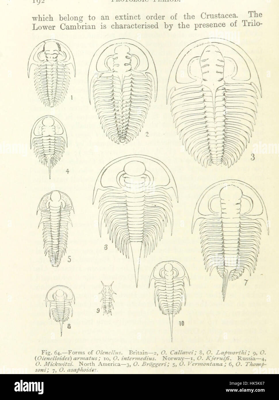 An illustration from 'An Intermediate Text-Book of Geology,' by C ...
