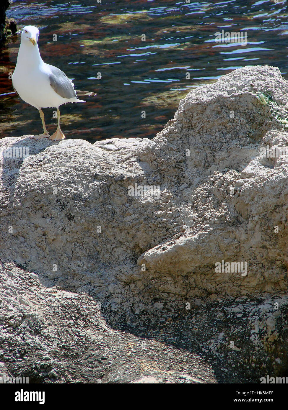 bird, beak, one, fresh water, lake, inland water, water, salt water ...