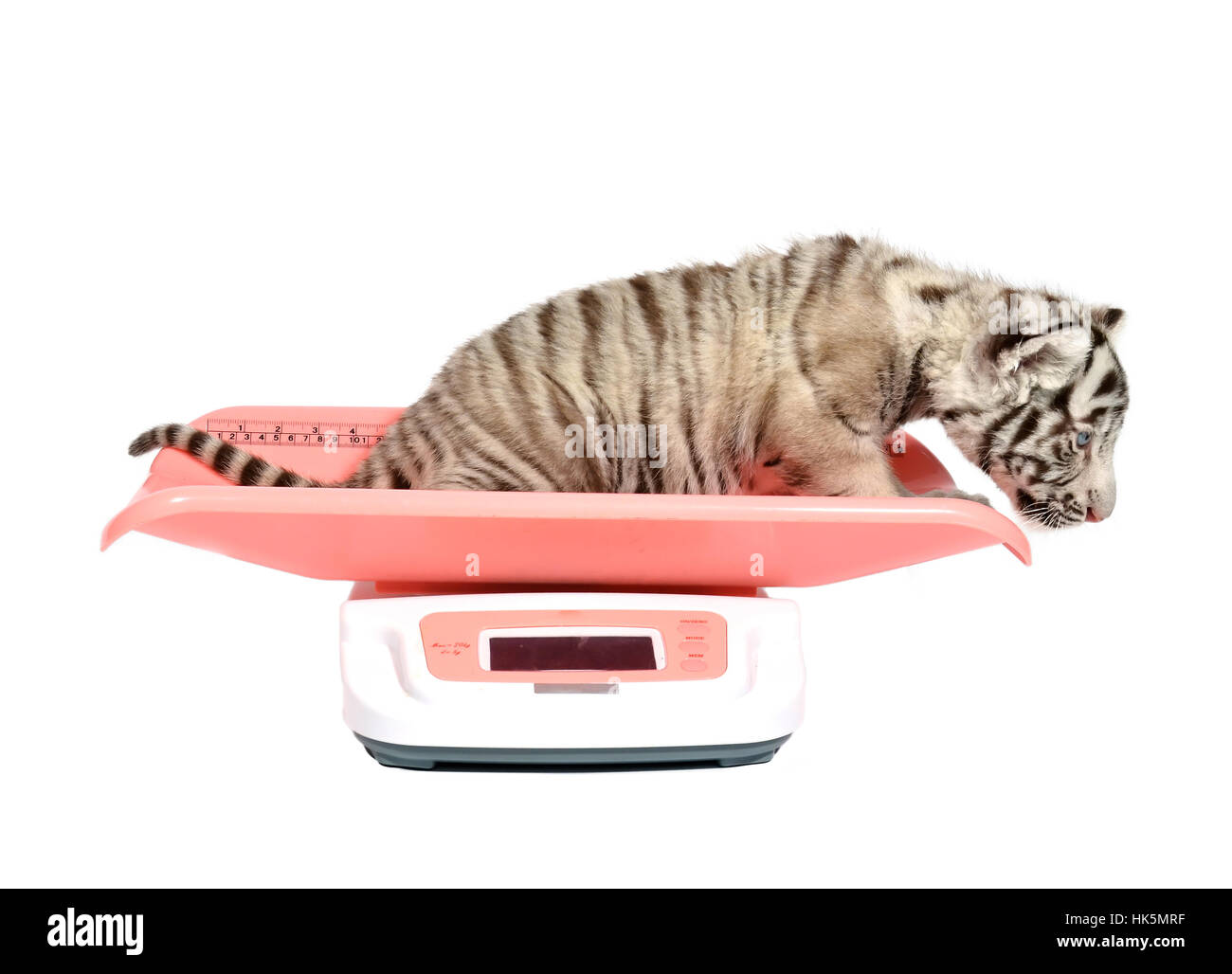 Tiger Scale Measurement High Resolution Stock Photography and Images ...