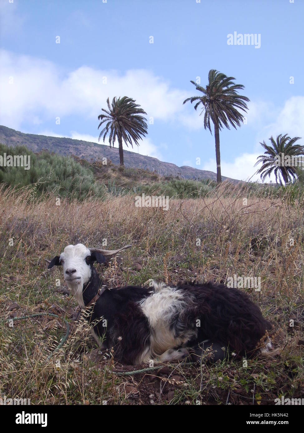 pet, agriculture, farming, goat, spain, palms, palm tree, canary ...