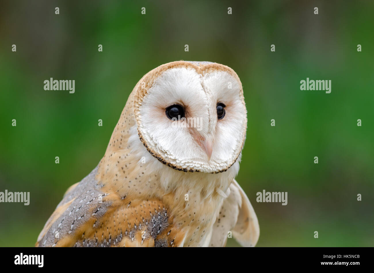 bird, feathers, owl, animal, bird, eye, organ, feathers, beak, barn ...