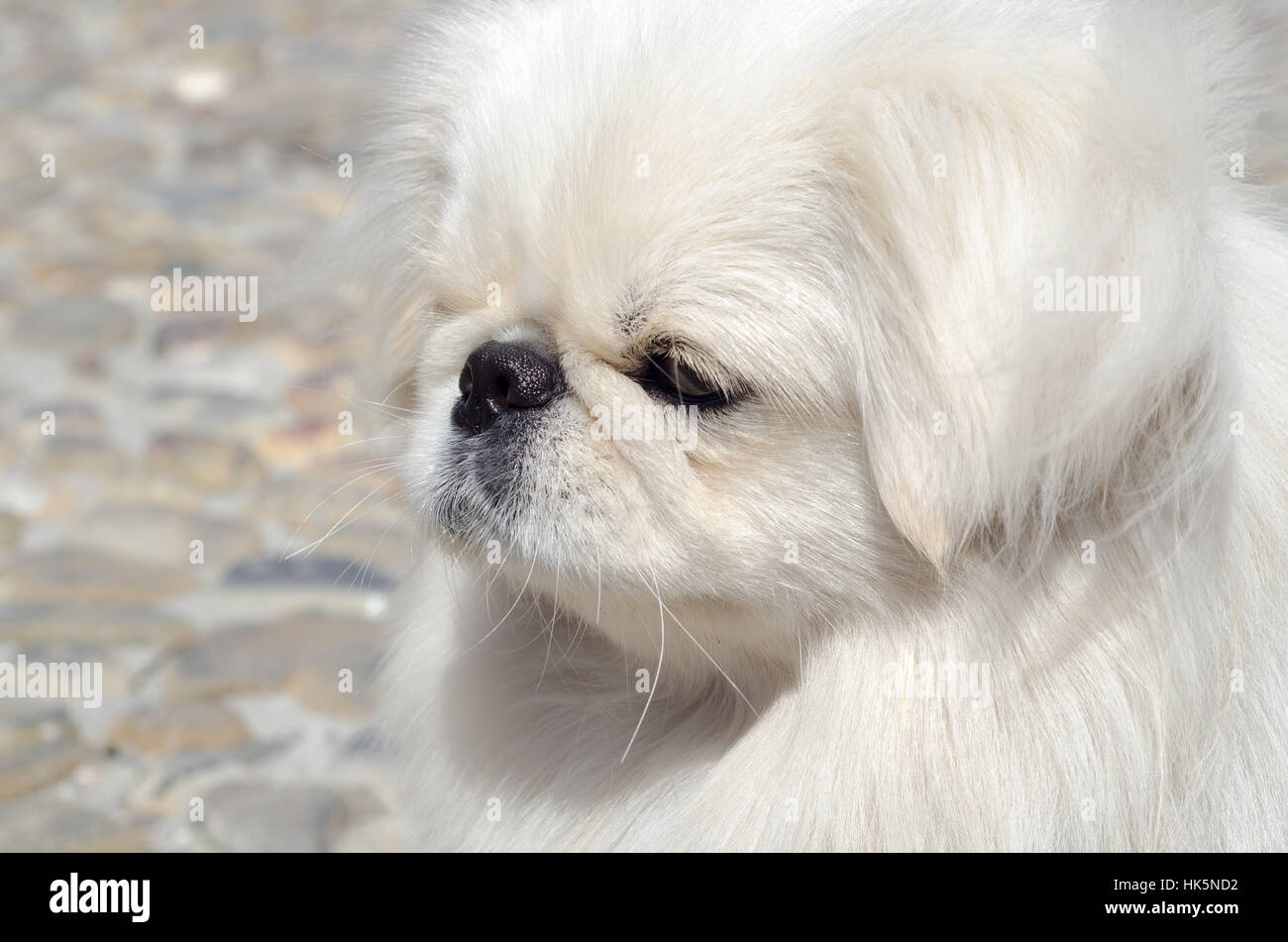 face, eye, organ, fur, dog, nose, ear, pekingese, animal, pet, face ...