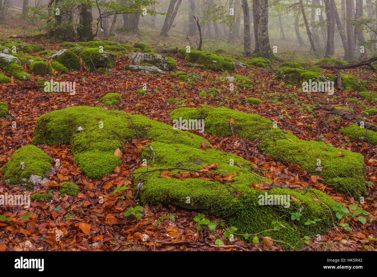beautiful, beauteously, nice, leaf, colour, tree, trees, park, ground ...