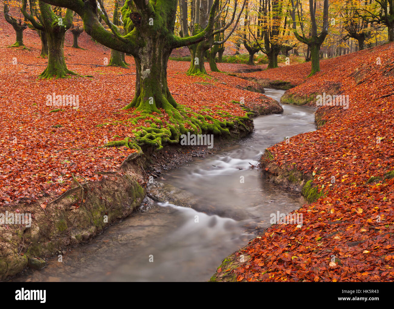 beautiful, beauteously, nice, leaf, colour, tree, trees, park, ground ...