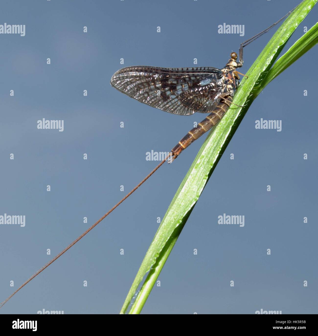 large danish mayfly Stock Photo - Alamy