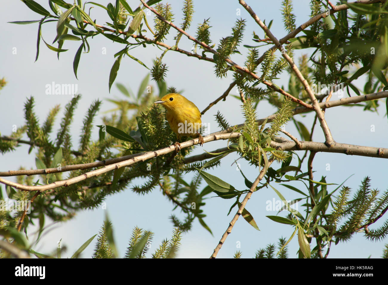 bird, branch, outdoor, forest, nature, leaf, tree, leaves, spring ...