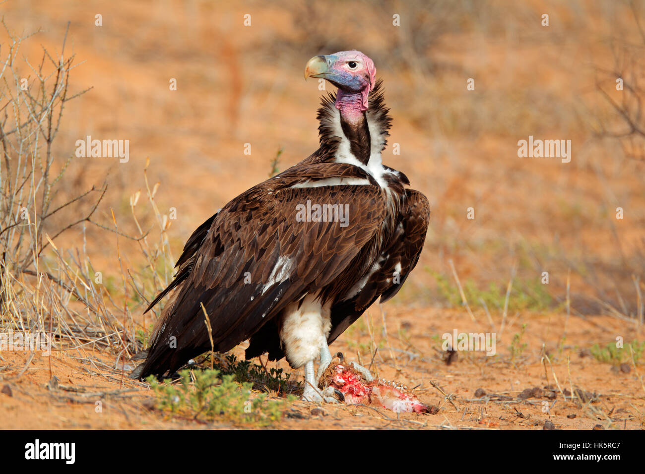 big, large, enormous, extreme, powerful, imposing, immense, relevant ...