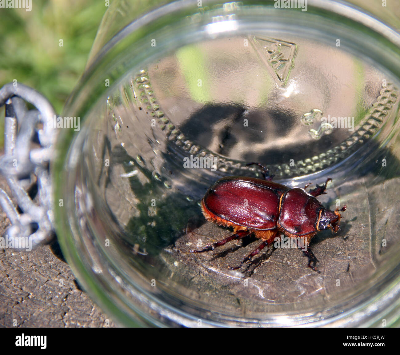 insect, beetle, angle, fish, bait, cockchafer, nature, insect, beetle ...