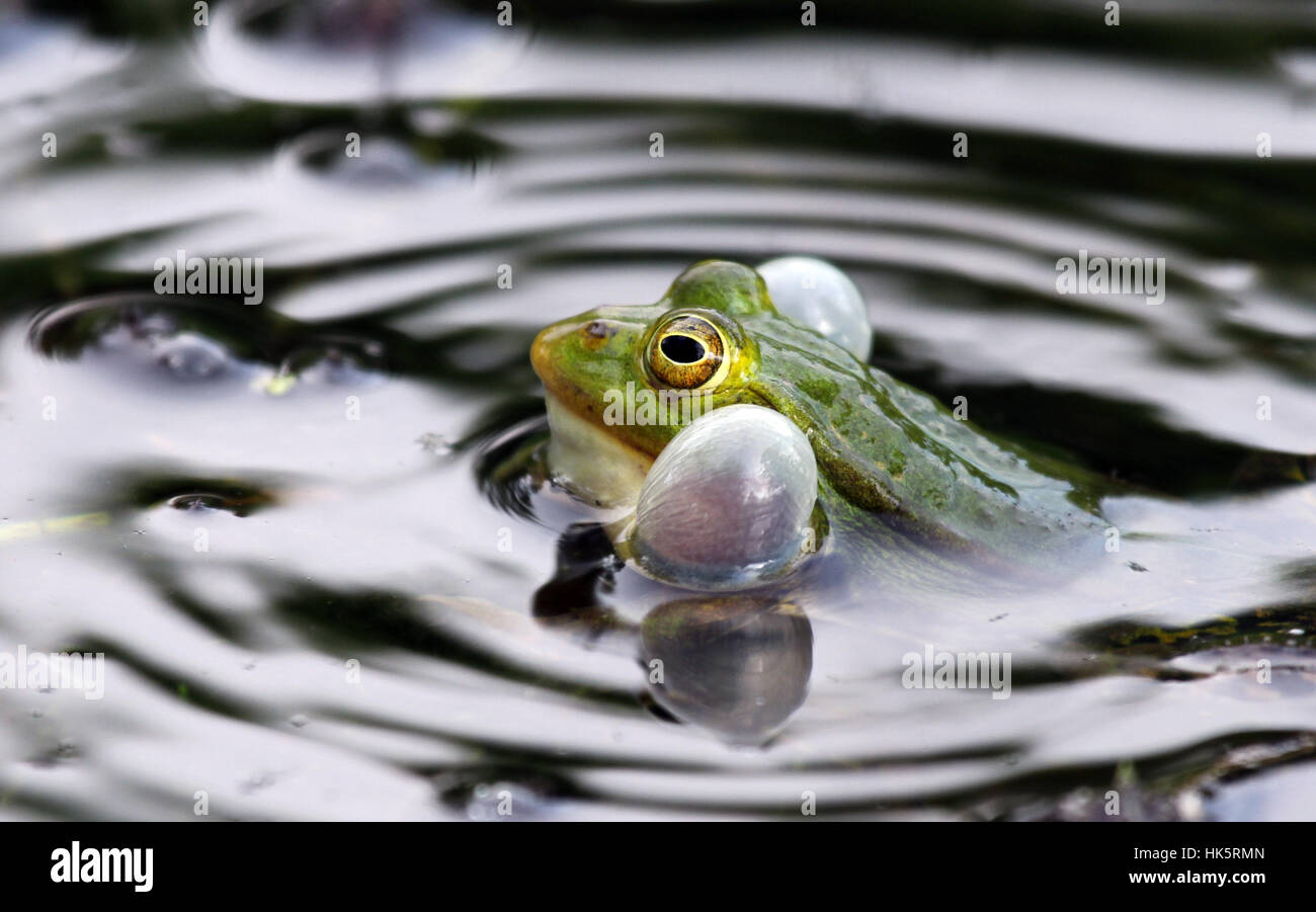 frog in mating season Stock Photo - Alamy
