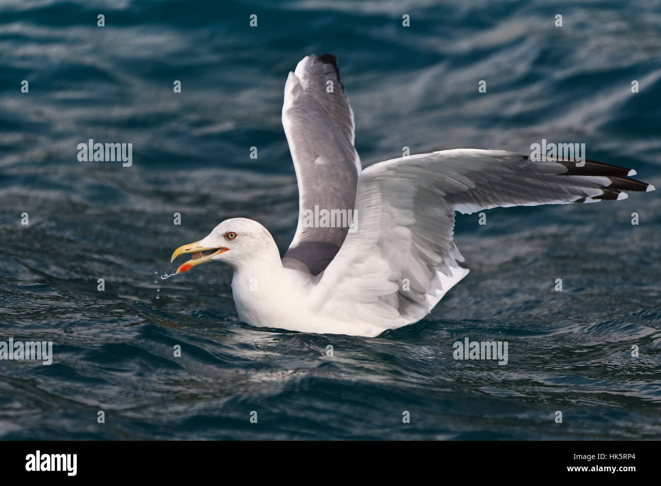 animal, bird, fresh water, lake, inland water, water, nature, shore ...