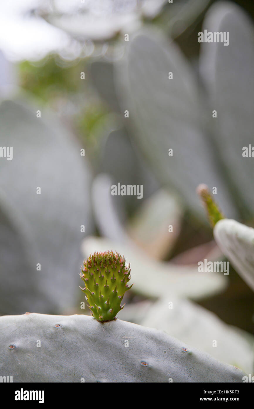 Kaktusblatt hi-res stock photography and images - Alamy