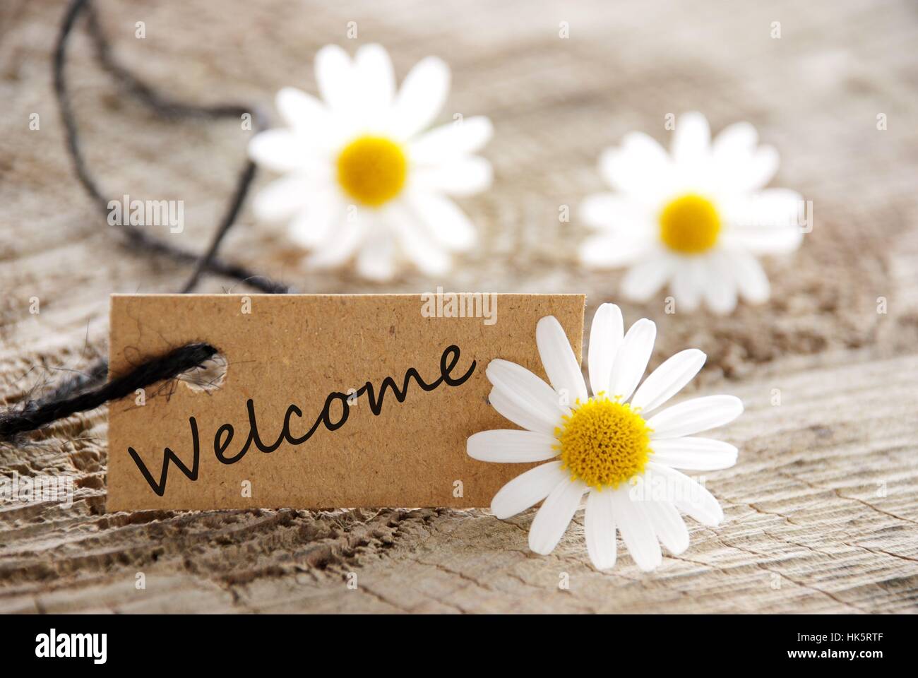 a natural looking banner with welcome and white blossoms as background ...