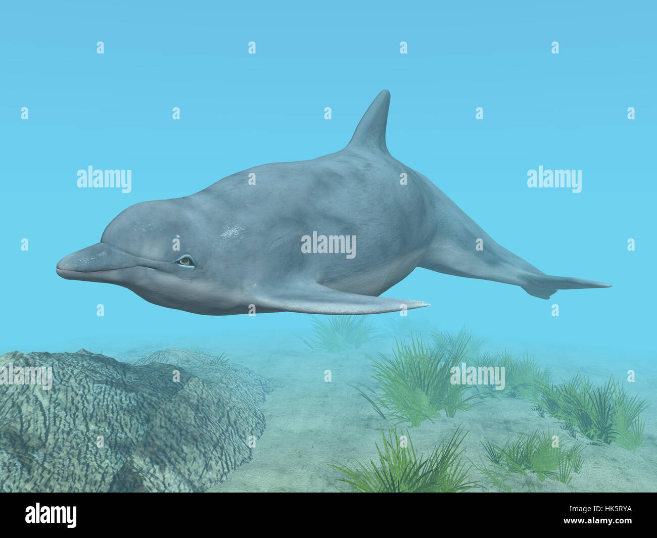 dolphin, salt water, sea, ocean, water, animal, underwater, dive ...