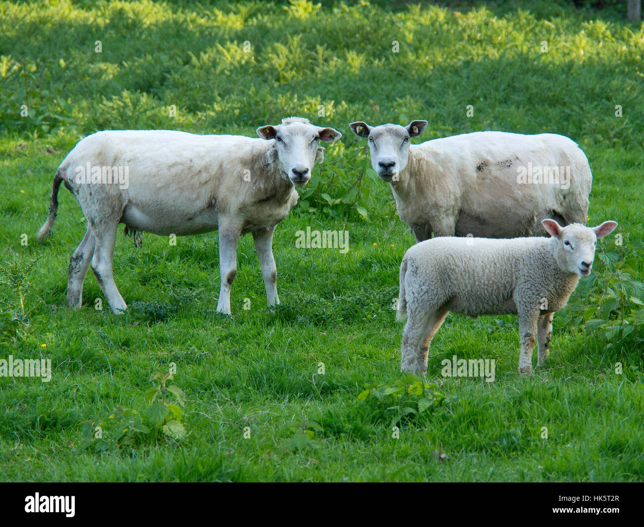 animal, sheep, wool, lamb, green, sheep, wool, lambs, sheep (pl ...