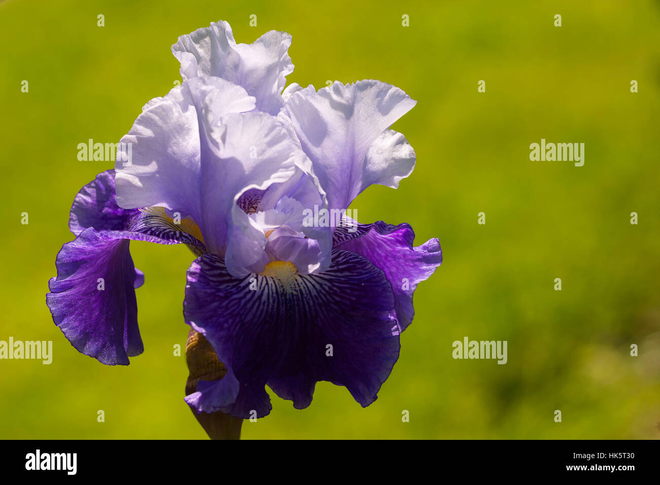 magic flower iris germanica Stock Photo - Alamy