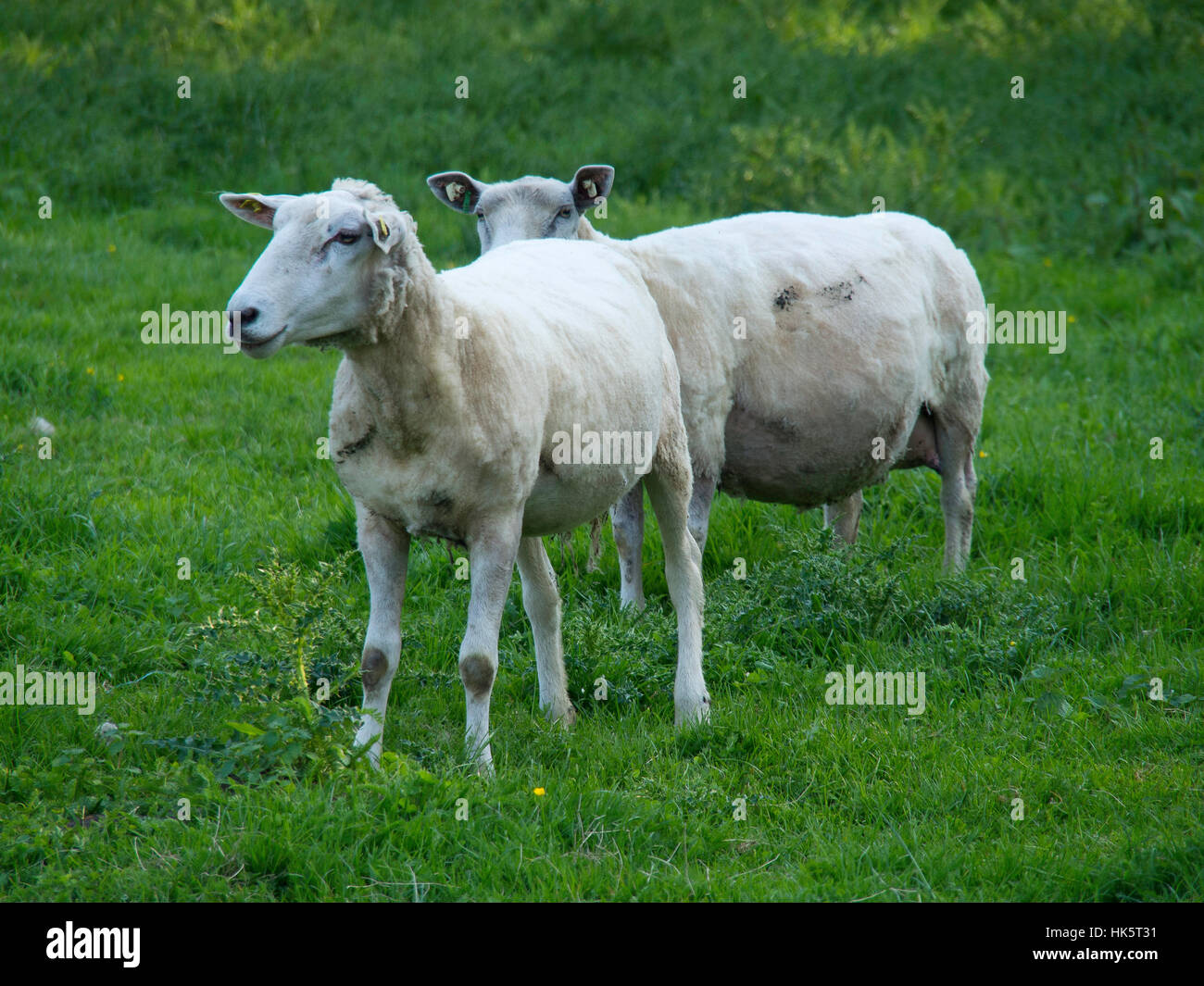 animal, sheep, wool, lamb, green, sheep, wool, lambs, sheep (pl ...