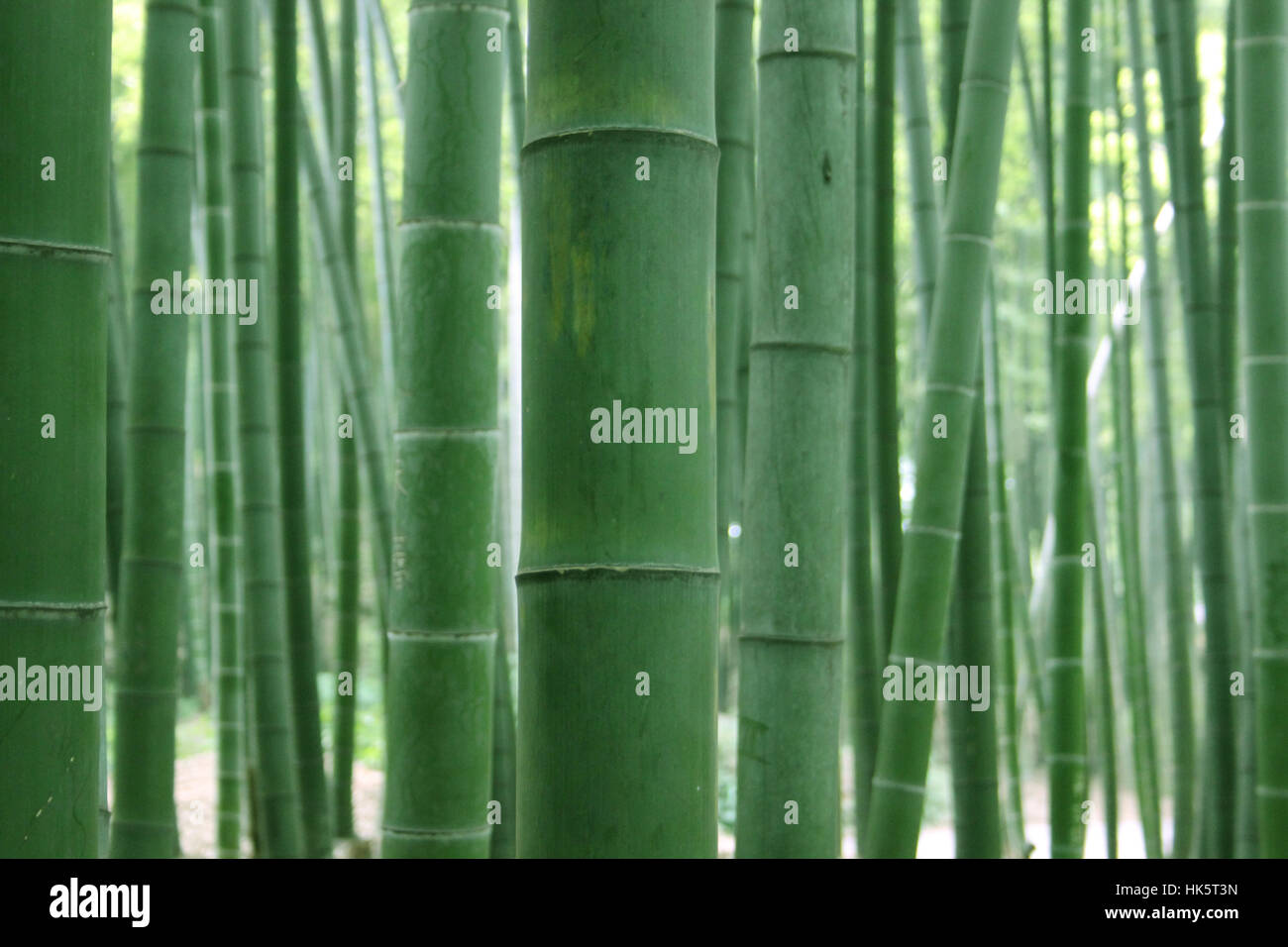 Bamboo thicket hi-res stock photography and images - Alamy