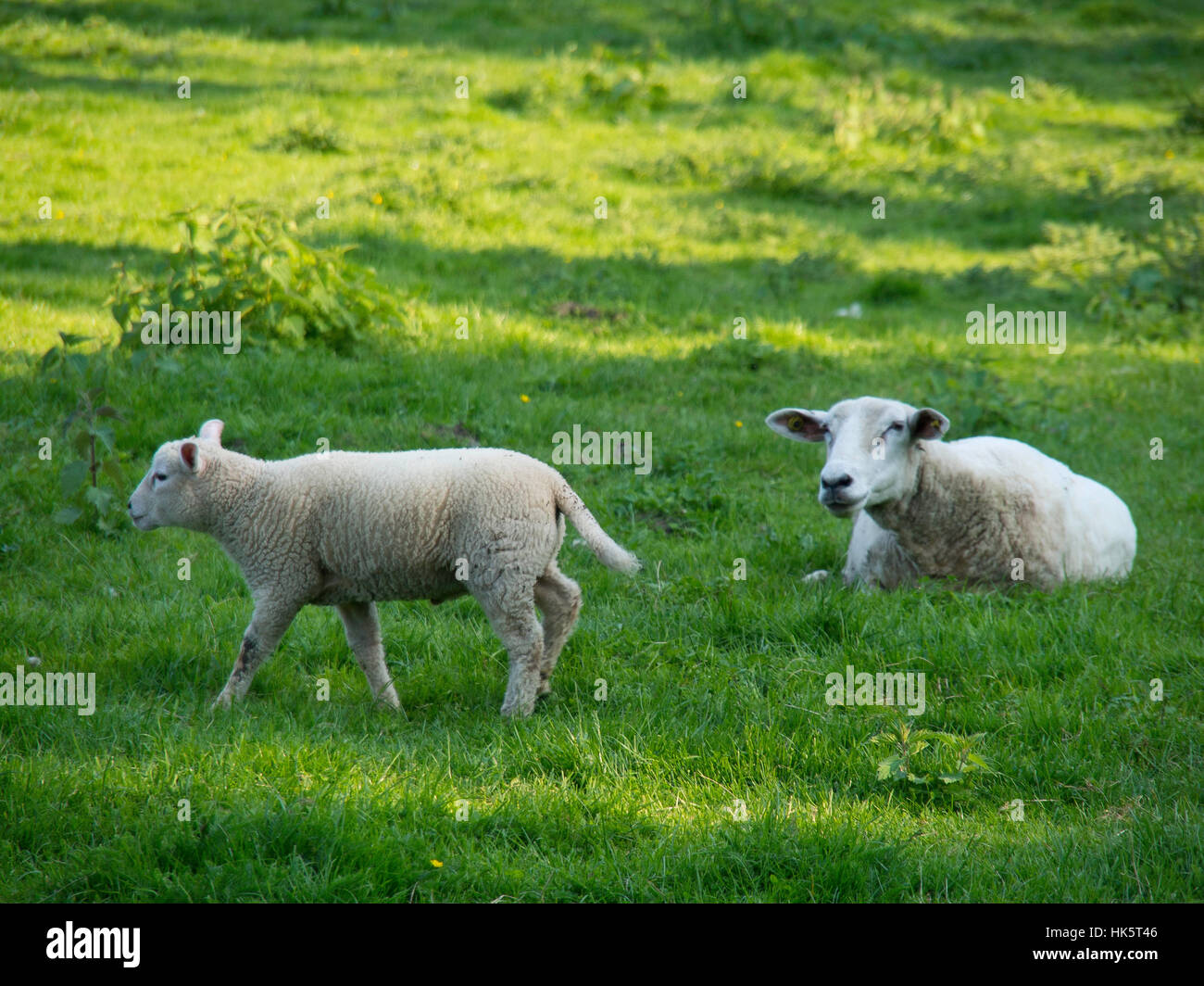 animal, sheep, wool, lamb, green, sheep, wool, lambs, sheep (pl ...