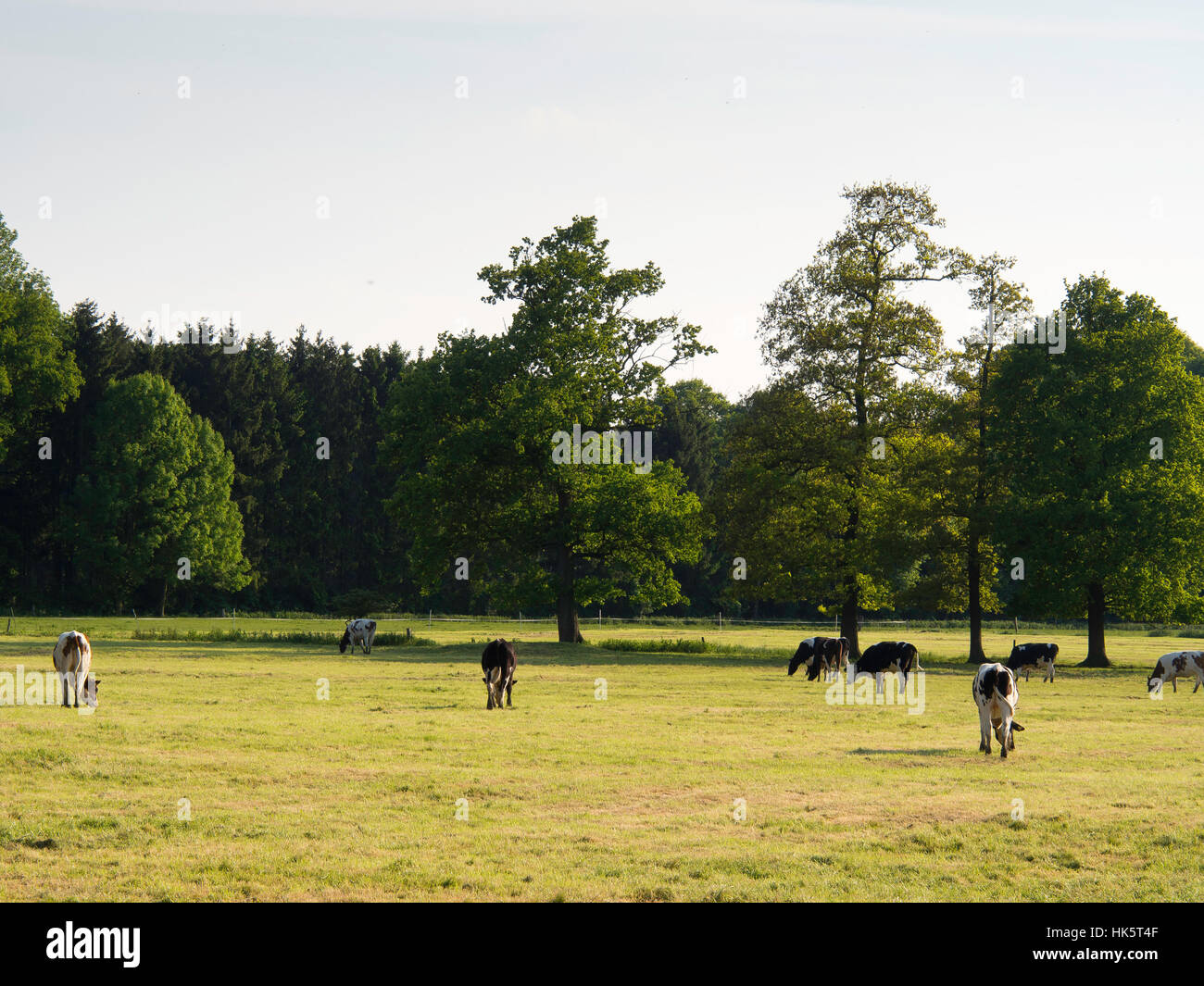 animal, cow, cattle, forest, willow, tree, trees, animal, milk, cow ...