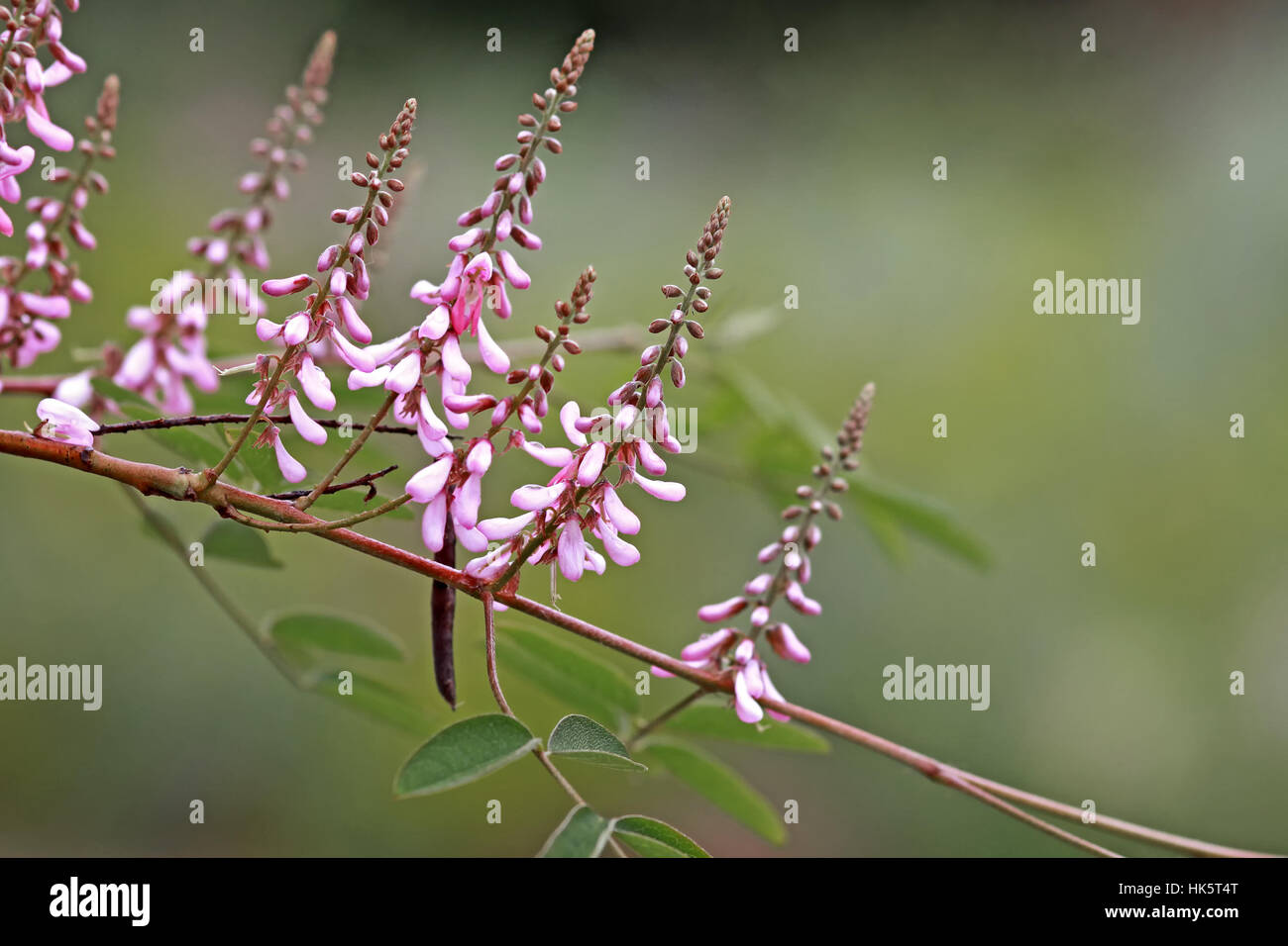 Potaninii High Resolution Stock Photography and Images - Alamy