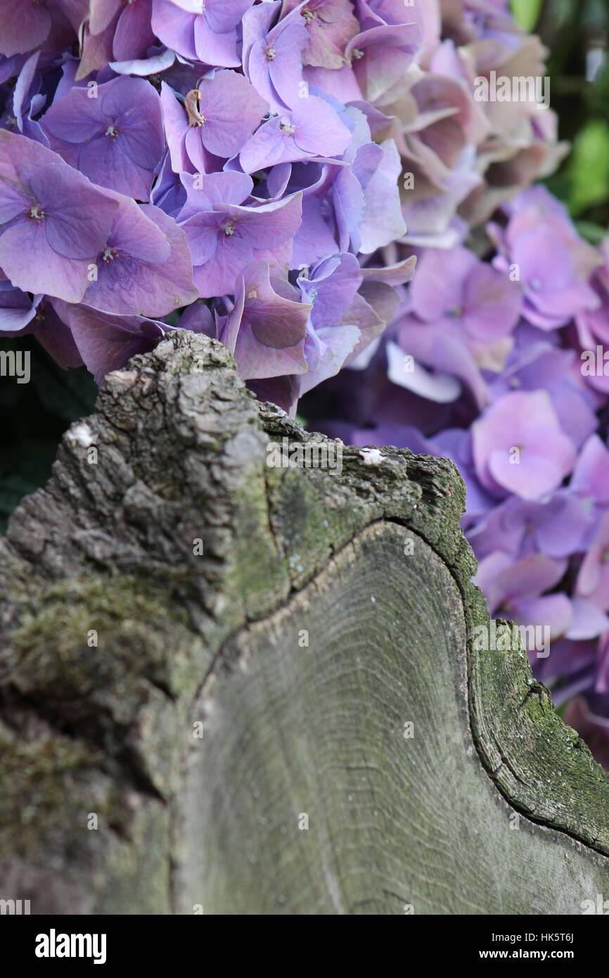 blue, tree, flower, plant, wood, bloom, blossom, flourish, flourishing ...