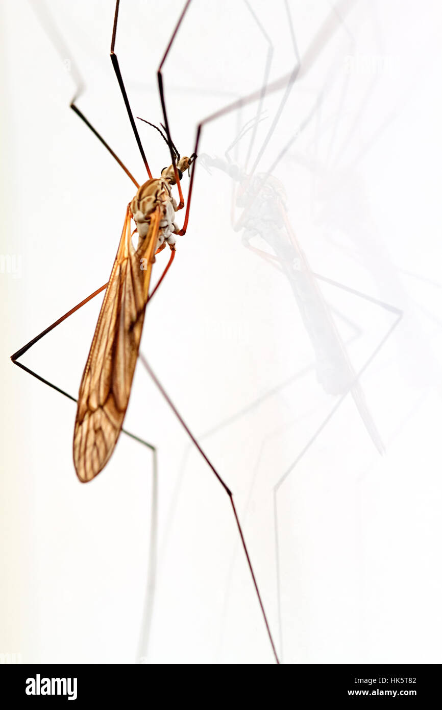 Insect insects midges legs hi-res stock photography and images - Alamy