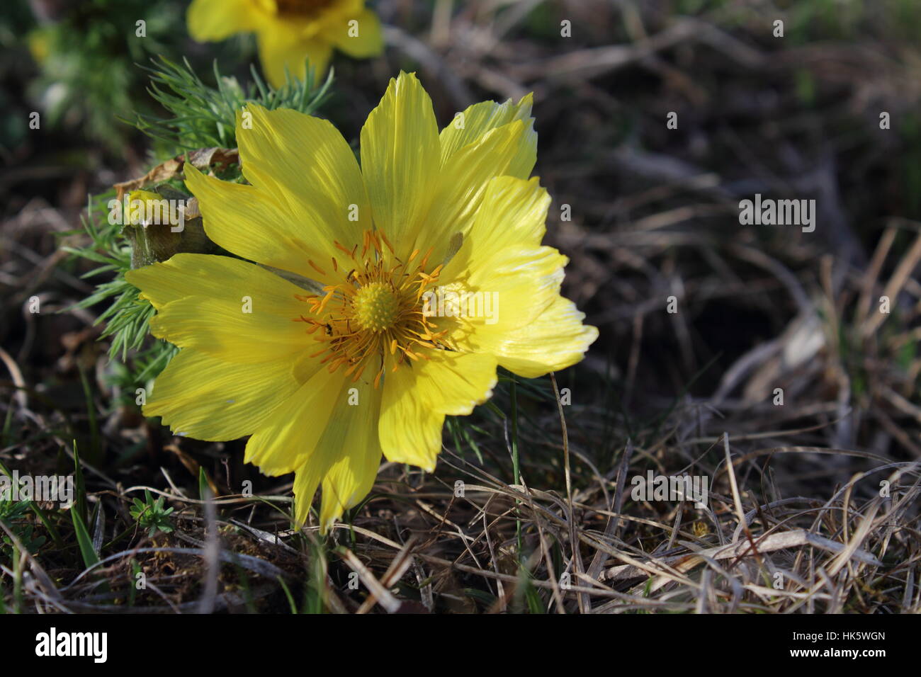 flower, plant, bloom, blossom, flourish, flourishing, adonis, yellow ...