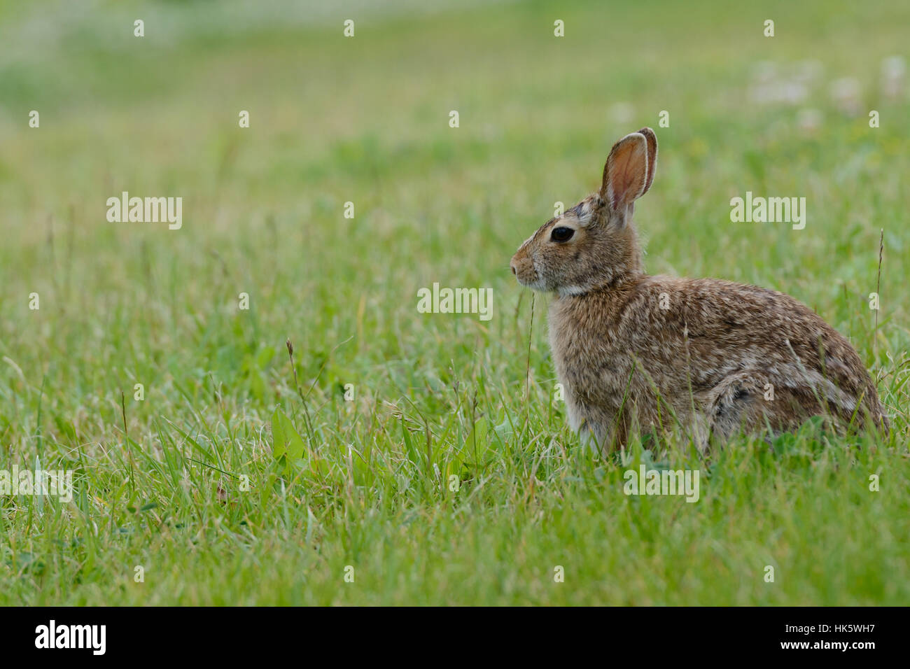 Wildhase hi-res stock photography and images - Alamy