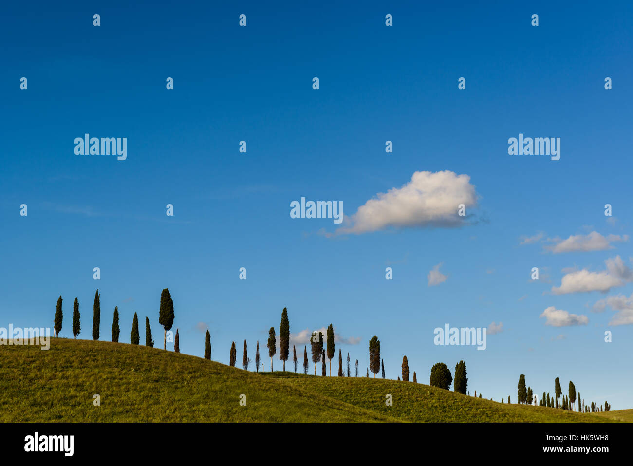 tree, trees, clump of trees, europe, tuscany, on the way, typical ...