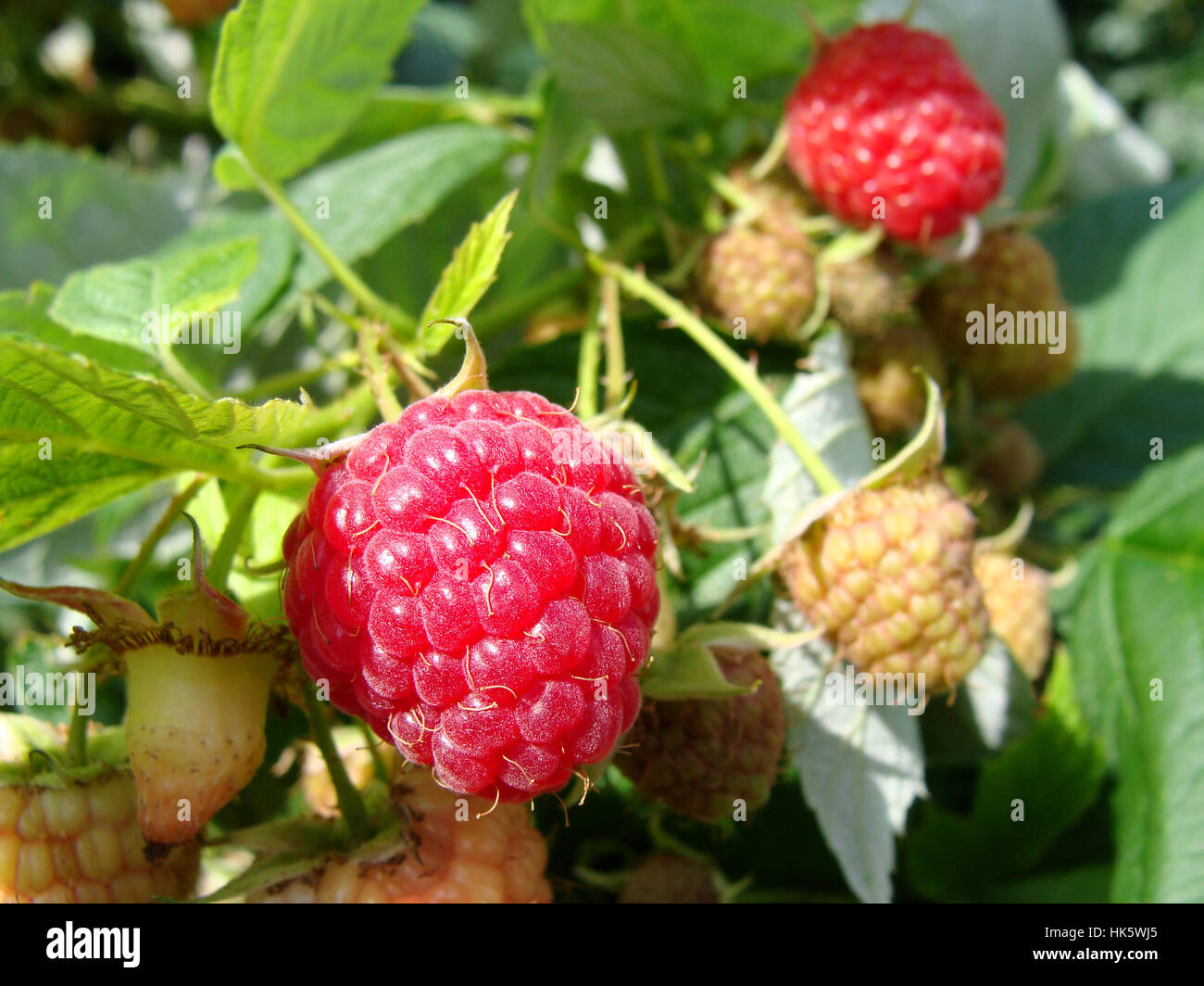raspberry (rubus idaeus) raspberry autumn Stock Photo - Alamy