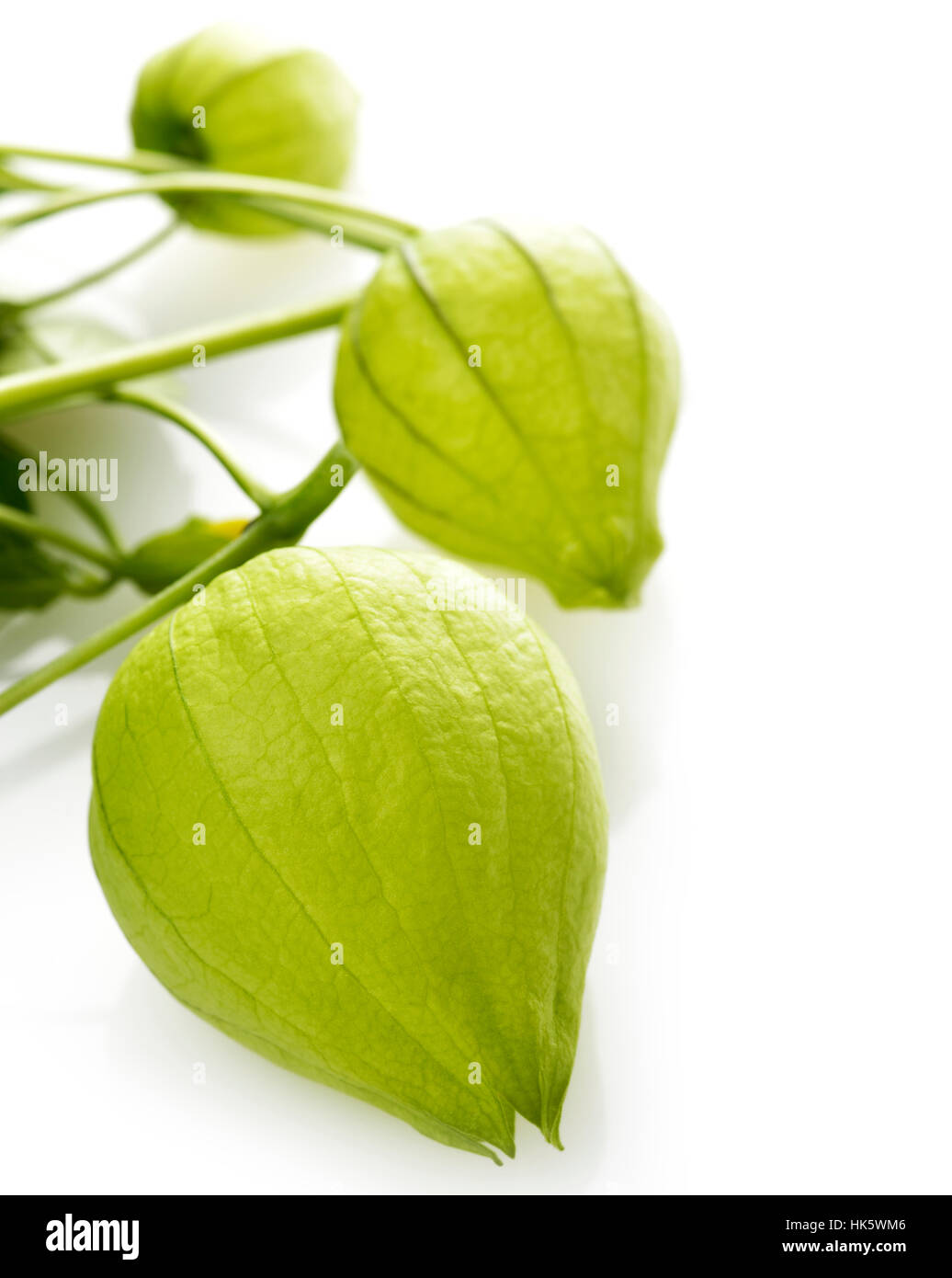 food, aliment, leaf, vegetable, lawn, green, nature, plant, food ...