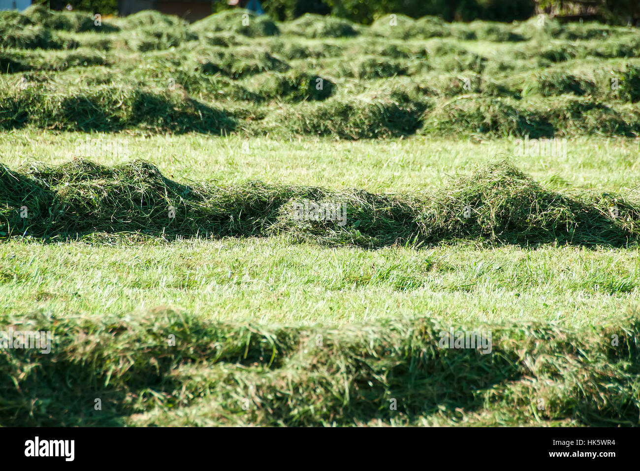 agriculture, farming, field, cut, meadow, grass, lawn, green, backdrop ...