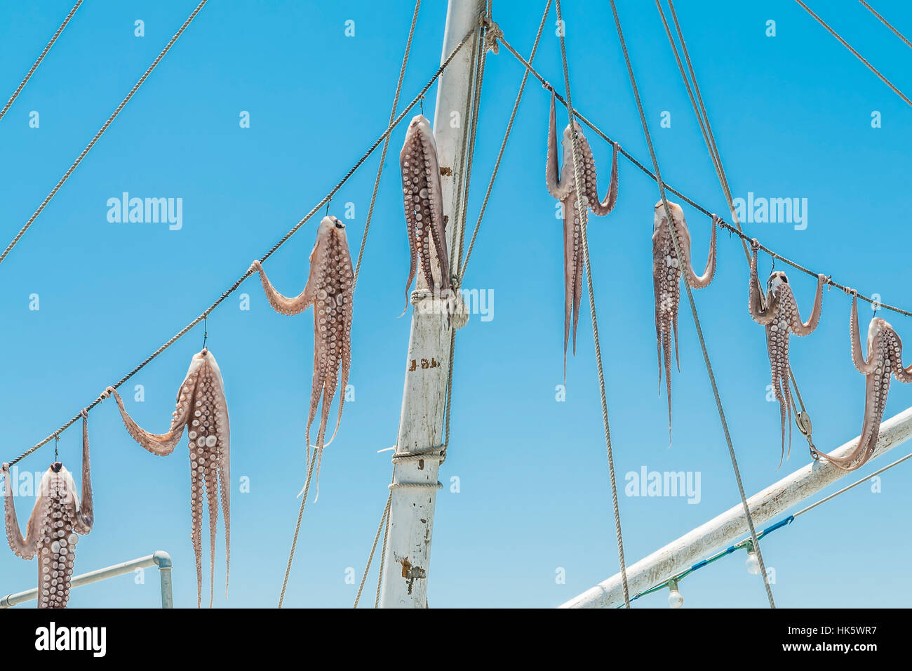 animal, octopus, squid, rope, air, drying, desiccation, shine, shines ...