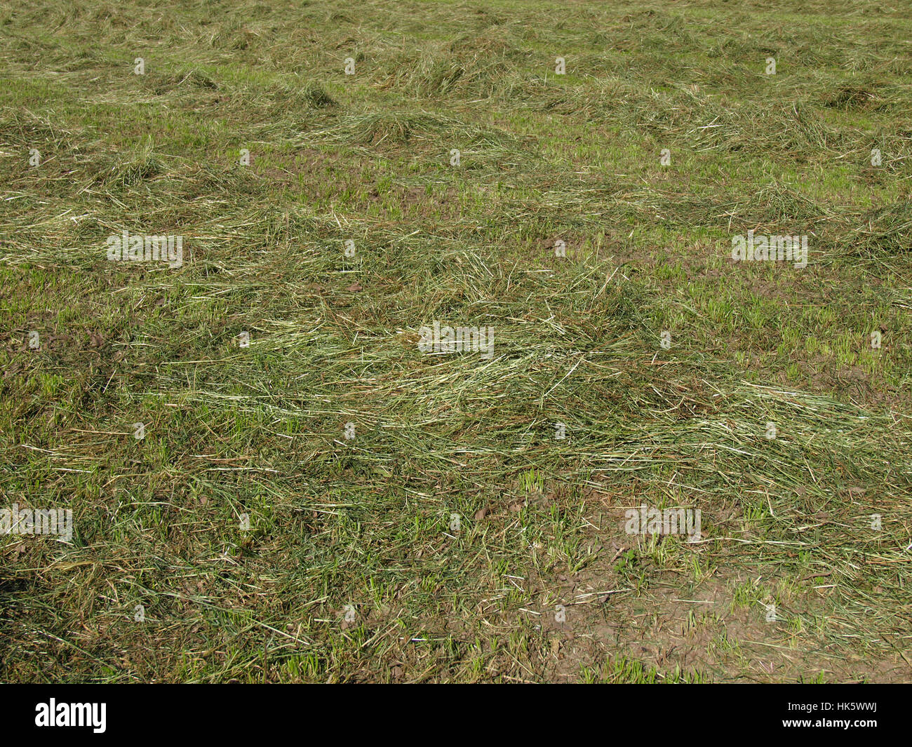 field, cut, hay, haystack, meadow, grass, lawn, green, nature, natural ...