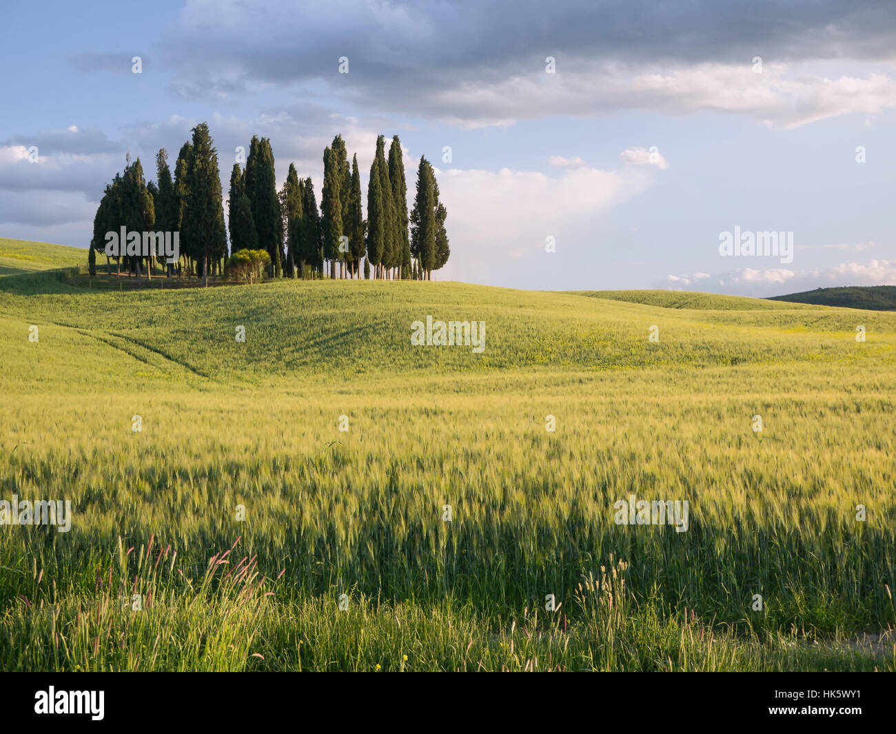 europe, evening, tuscany, dusk, cypress, farmland, landscape, scenery ...