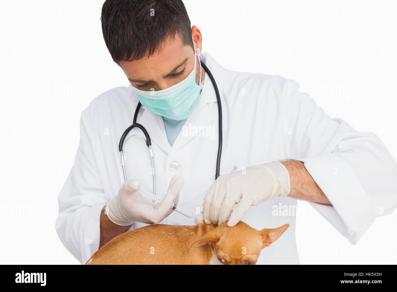 Vet in protective mask vaccingating chihuahua on white background Stock ...