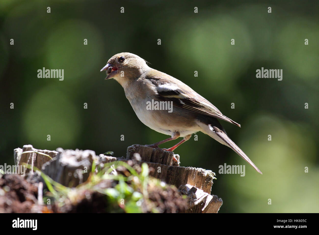 flight, bird, green, wild, birds, wing, feathers, beak, feathering, tail Stock Photo - Alamy