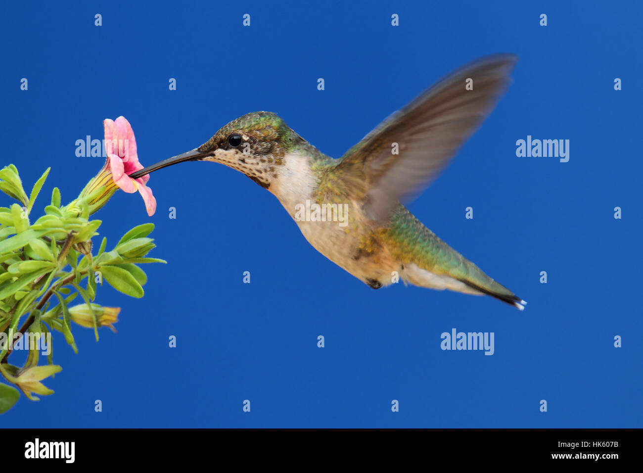 Birds with flower hi-res stock photography and images - Alamy