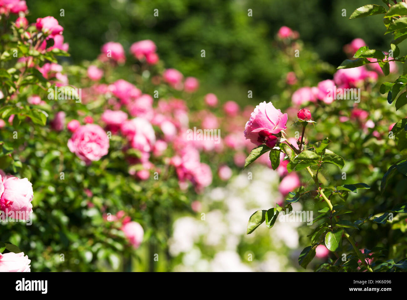 rose bush with pink roses Stock Photo - Alamy