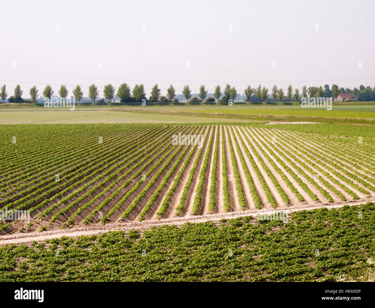 ground, soil, earth, humus, agriculture, farming, field, lines, spring ...