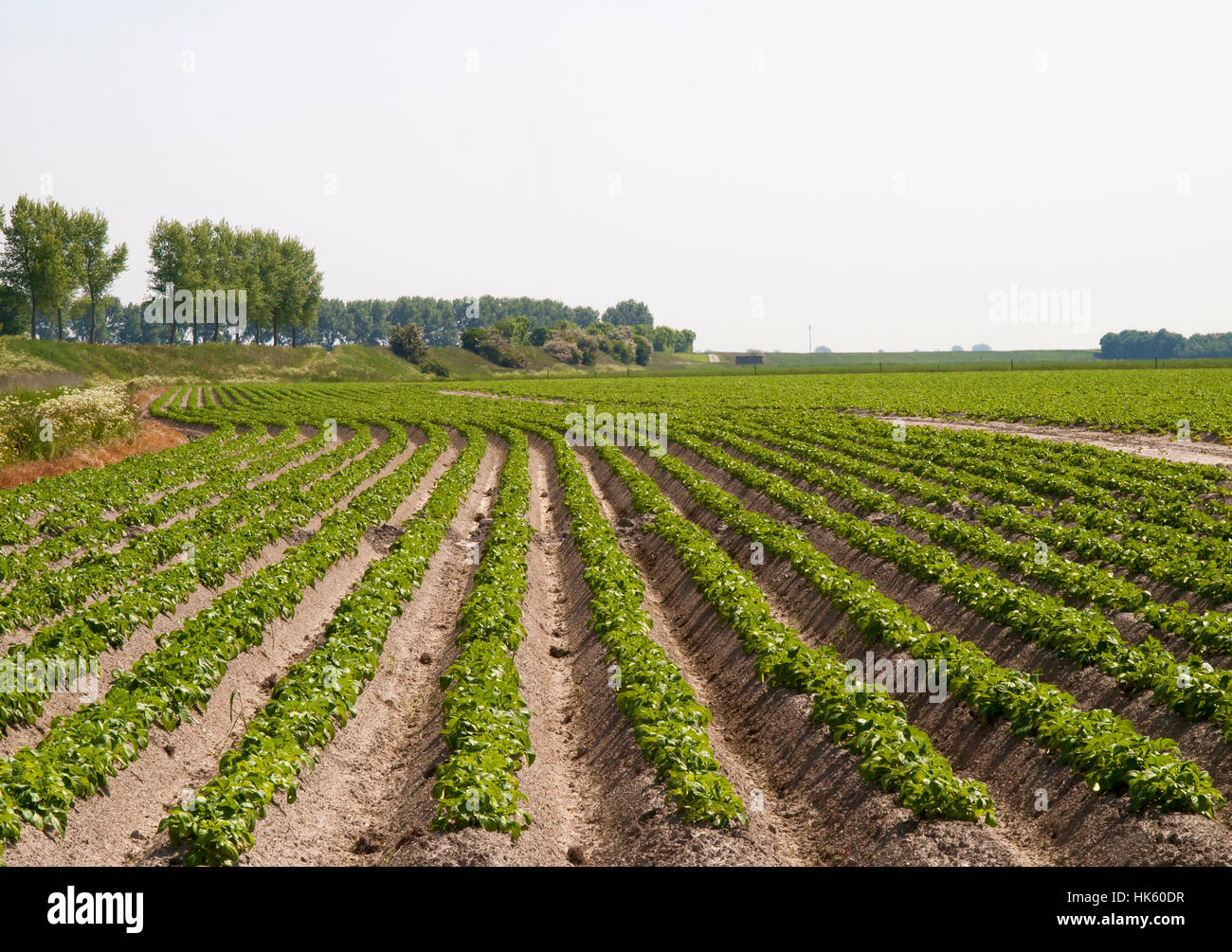 ground, soil, earth, humus, agriculture, farming, field, lines, spring ...