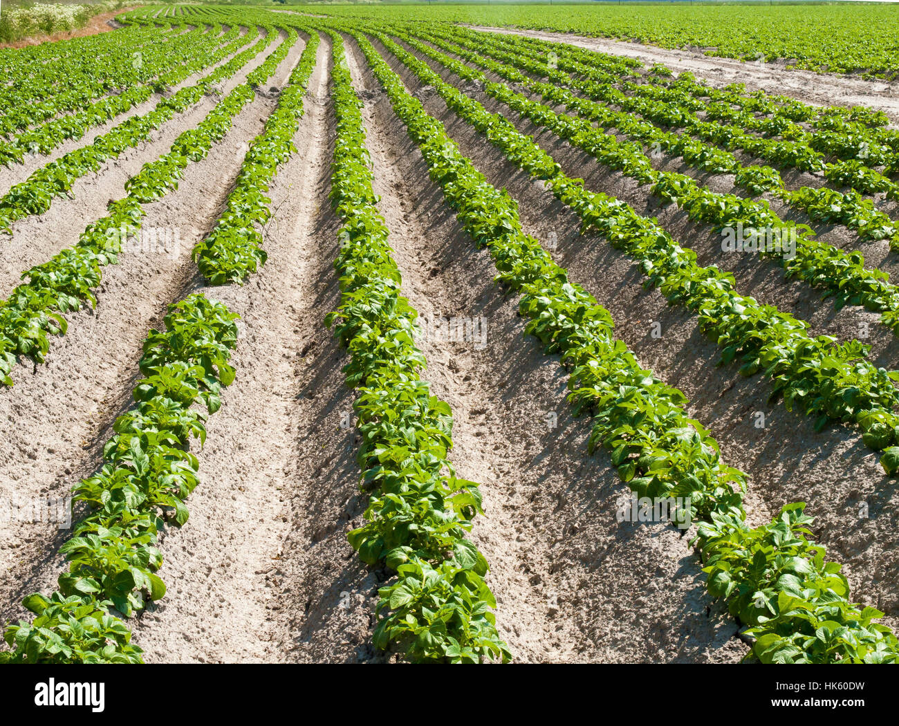 ground, soil, earth, humus, agriculture, farming, field, lines, spring ...