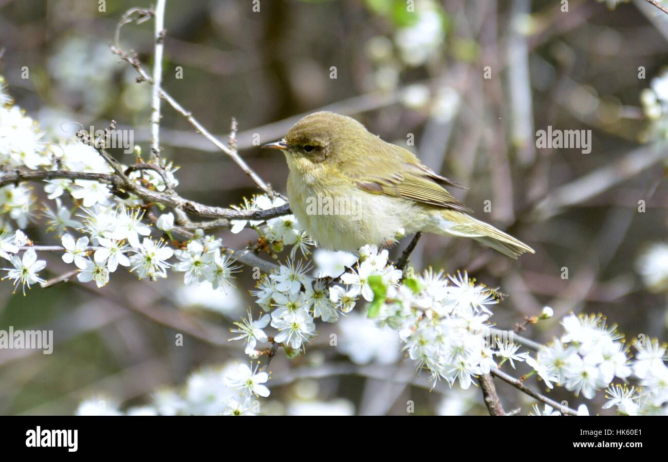 eco, bird, conservation of nature, birds, spring, singing-bird ...